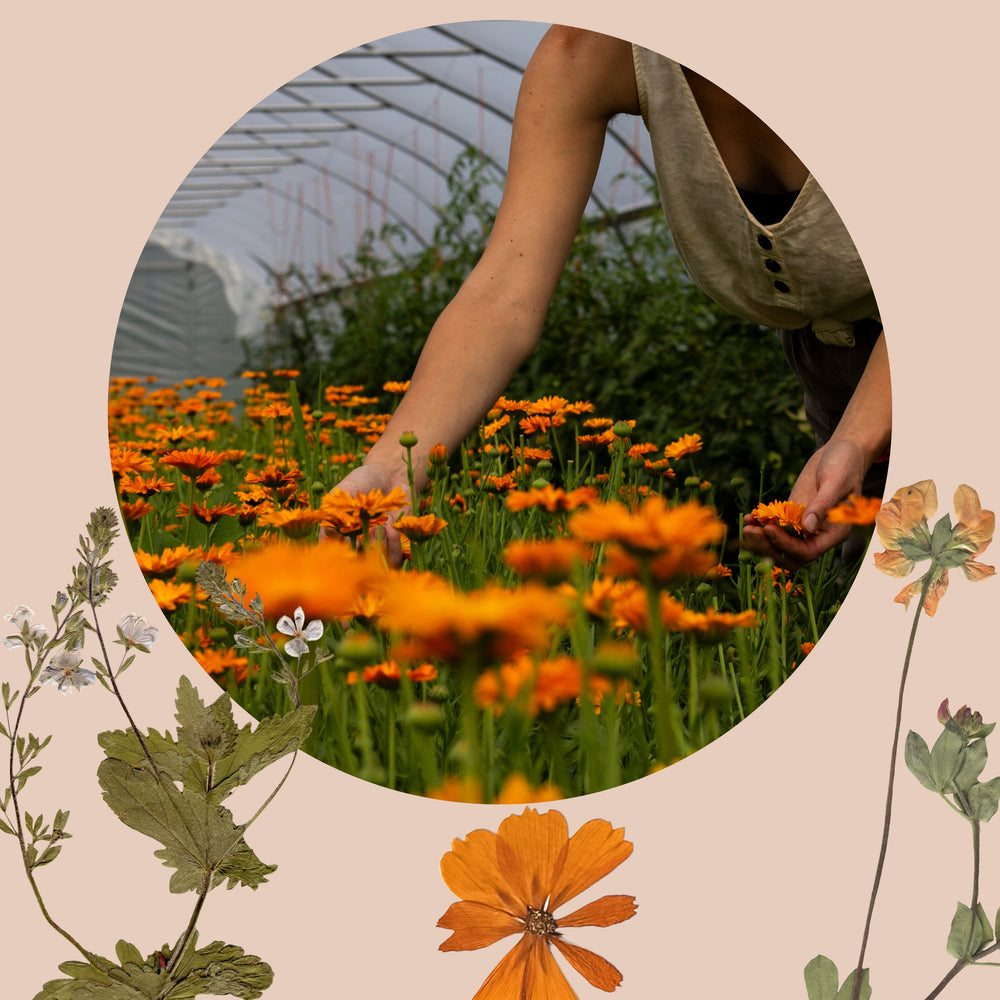 Meet The Herbalist | Bloodroot Apothecary – Bloodroot Herb Shop