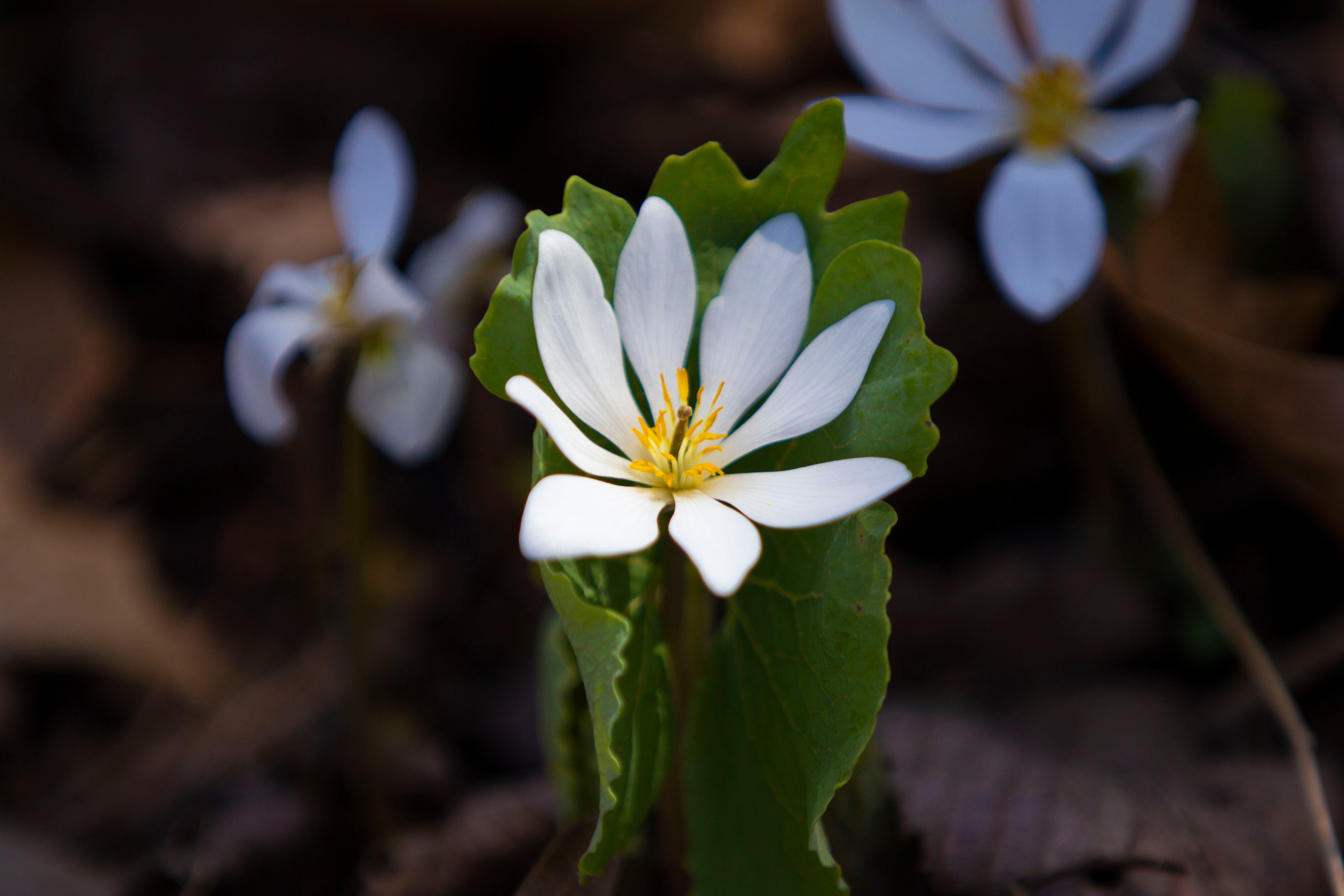 Herbalism Ebooks + Plant Wisdom Guides – Bloodroot Herb Shop